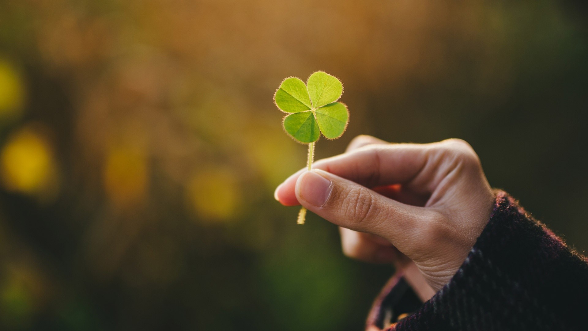Cómo activar un trébol de 4 hojas y potenciar su energía